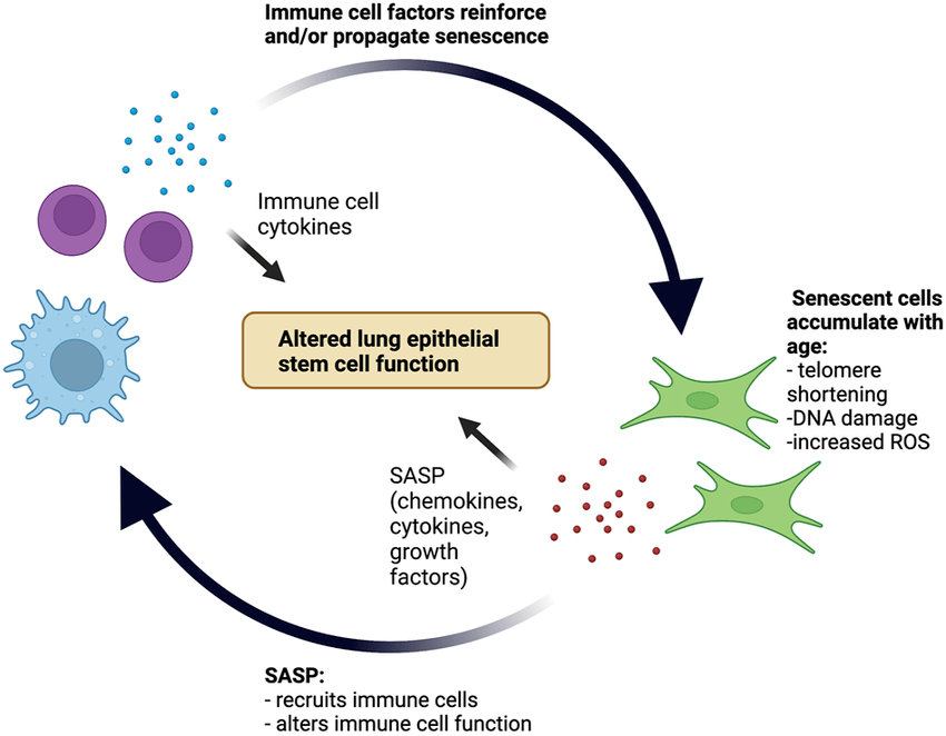 Unit 2 Exam Review (Enzymes, Homeostasis, Feedback Loops, Cell Cycle ...